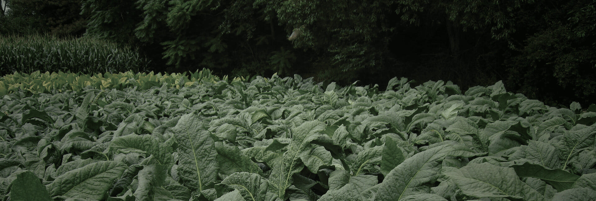 Whole Leaf Tobacco for Sale - Fronto Tobacco - Total Leaf Supply