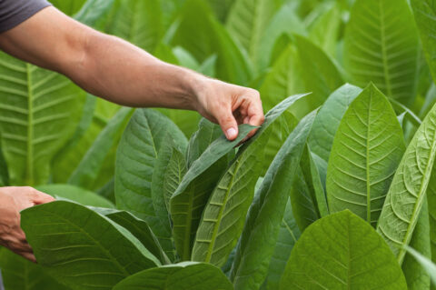 How to Choose the Best Tobacco Leaves for Cigars & Cigarettes